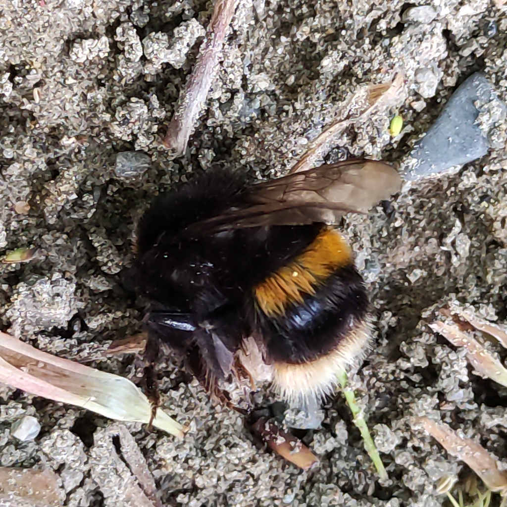 Buff-tailed Bumble Bee from Timaru, NZ-CA, NZ on October 23, 2021 at 07 ...
