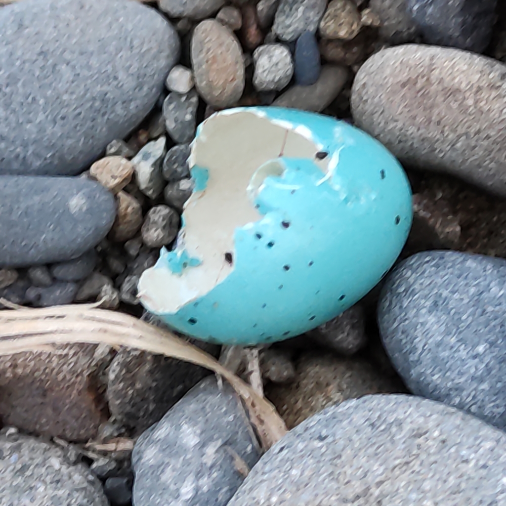 Song Thrush from Timaru, NZ-CA, NZ by Jenny Saito · iNaturalist