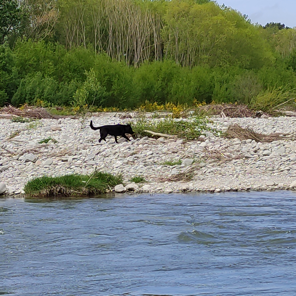 Domestic Dog from Conservation Area Opihi River Island, NZ-CA-TU, NZ-CA ...