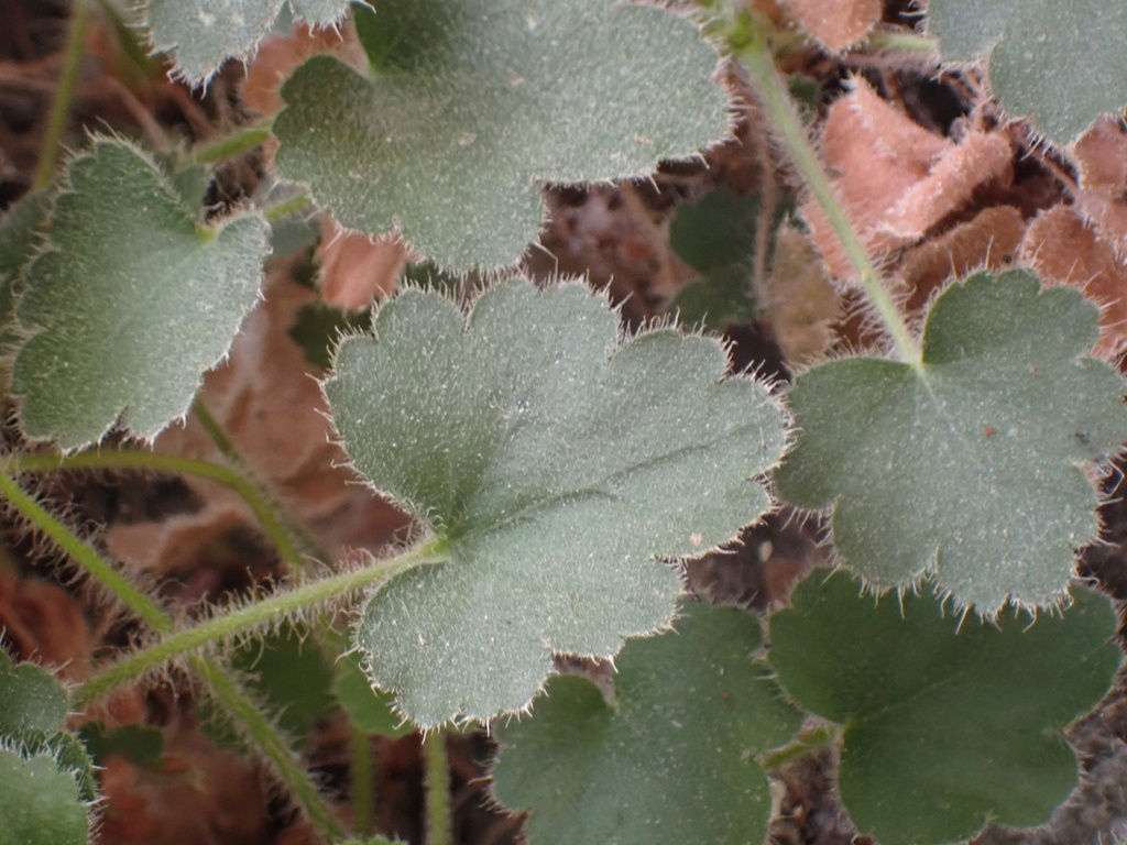 parish's alumroot in October 2021 by Aaron Echols. Upper monkey face ...
