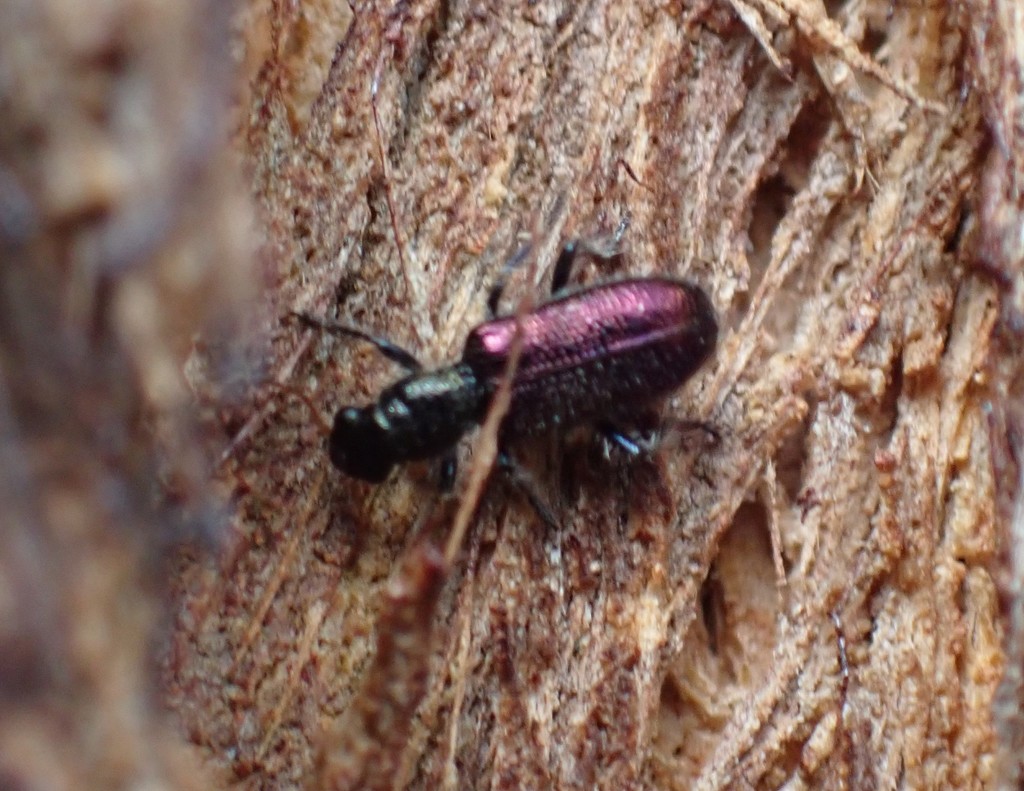 Phlogistus from Tuerong VIC 3915, Australia on October 22, 2021 at 02: ...