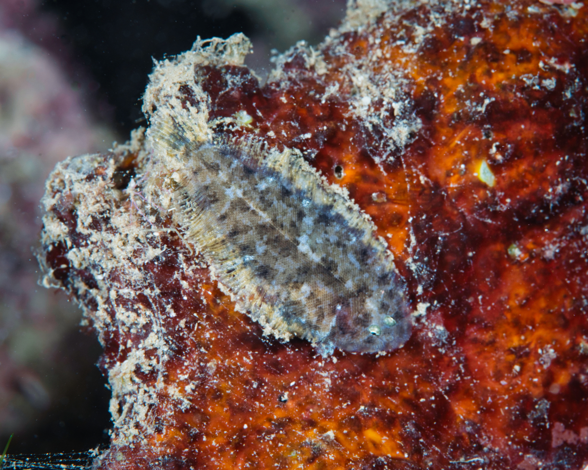 Aseraggodes Kaup, 1858