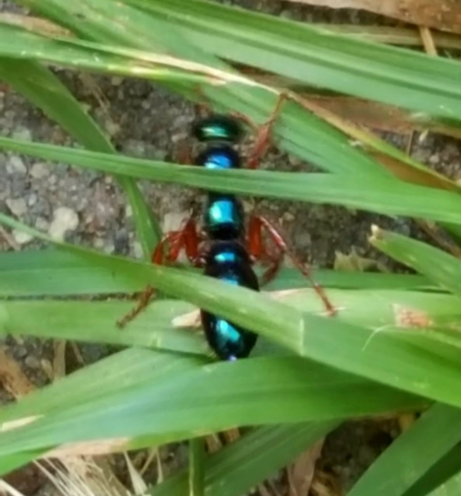 Blue Ant in October 2021 by linda_millison · iNaturalist