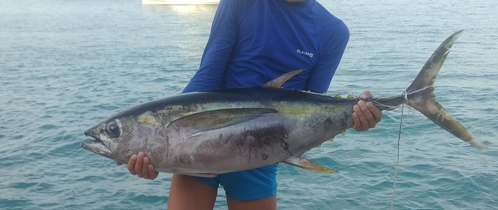 Bigeye Tuna (Thunnus obesus) - Marine Life Identification