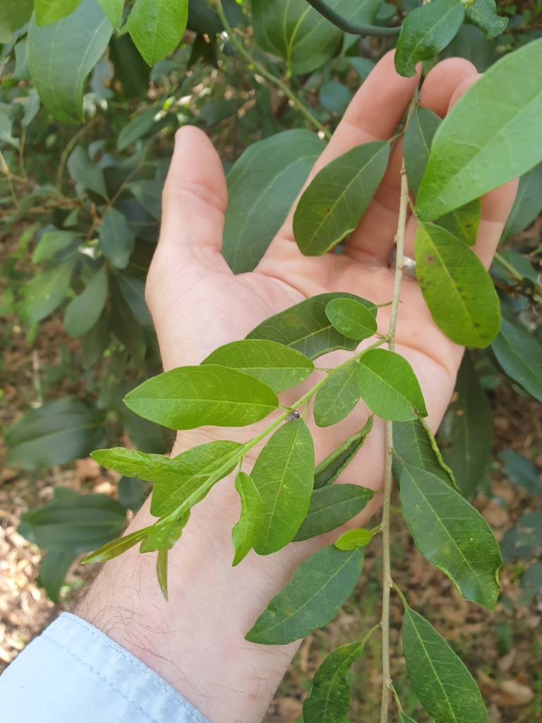 Cockspur Thorn from Bongil Bongil, Coffs Harbour - Pt A, AU-NS, AU on ...