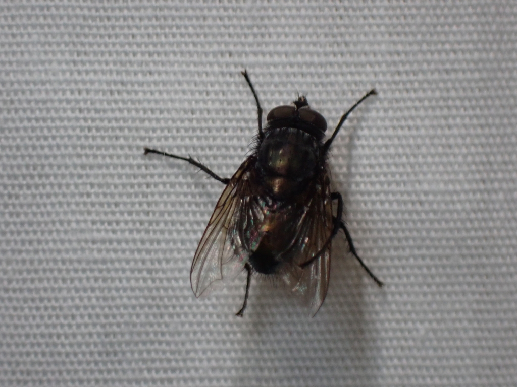 Bot Flies, Blow Flies, and Allies from Melbourne VIC, Australia on ...