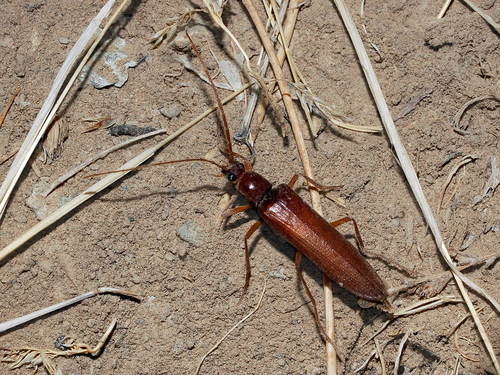 Genus Pleonomus · iNaturalist