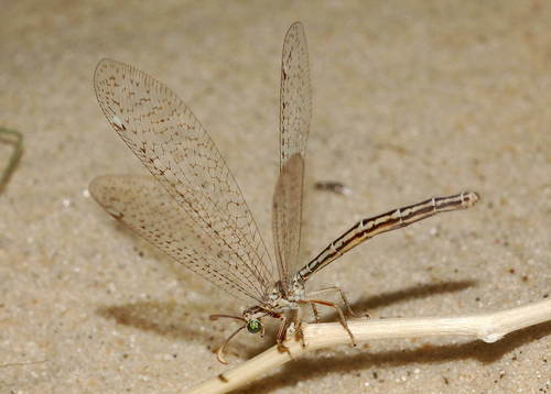 Maracanda amoena · iNaturalist