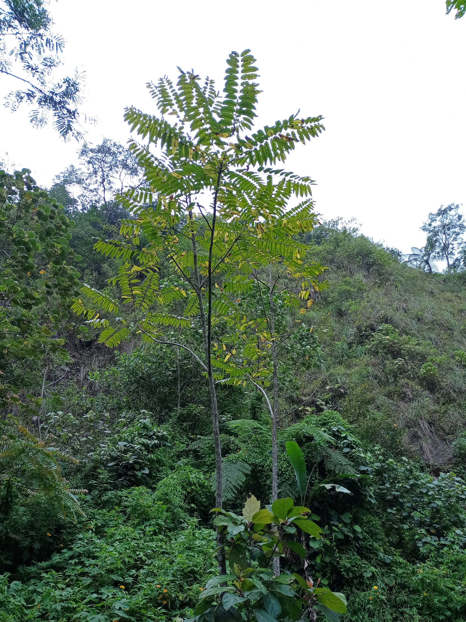 Toona sureni (Blume) Merr.