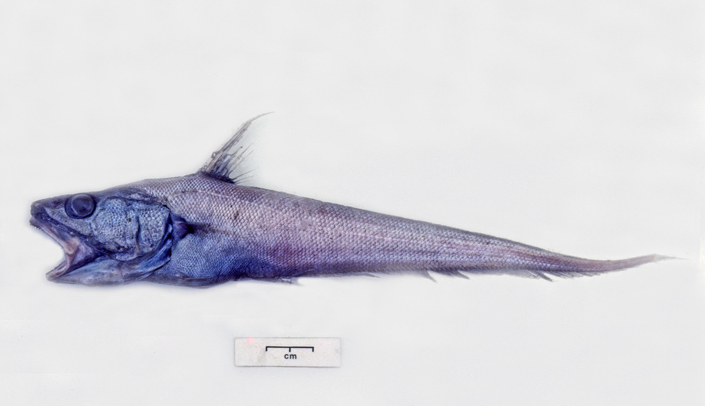 (Coryphaenoides) - Marine Life Identification
