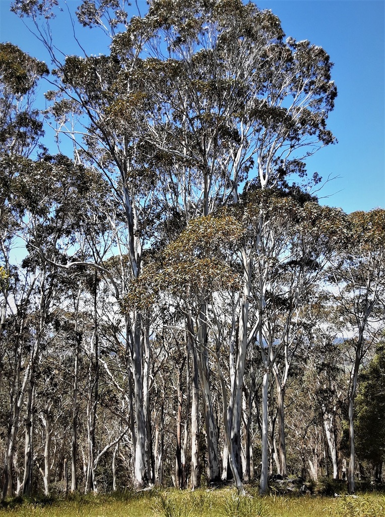 Snow Gum from Hampton NSW 2790, Australia on October 25, 2021 at 12:46 ...