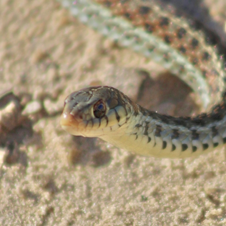 Eastern Garter Snake from Dry Lake Rd, Dixie, GA, US on October 22 ...