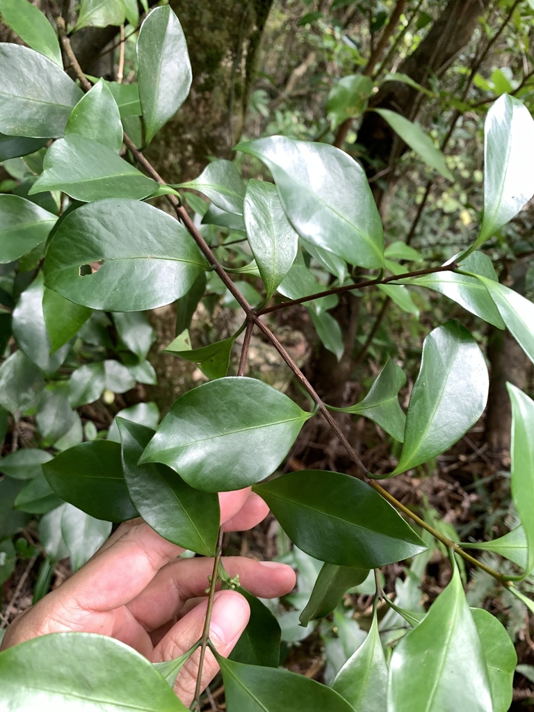 (Microtropis japonica) - Botanical Realm