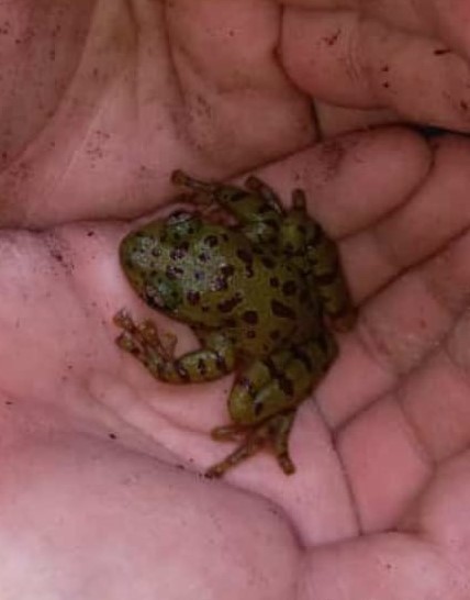 Royal ghost frog from South Cape DC, South Africa on October 23, 2021 ...