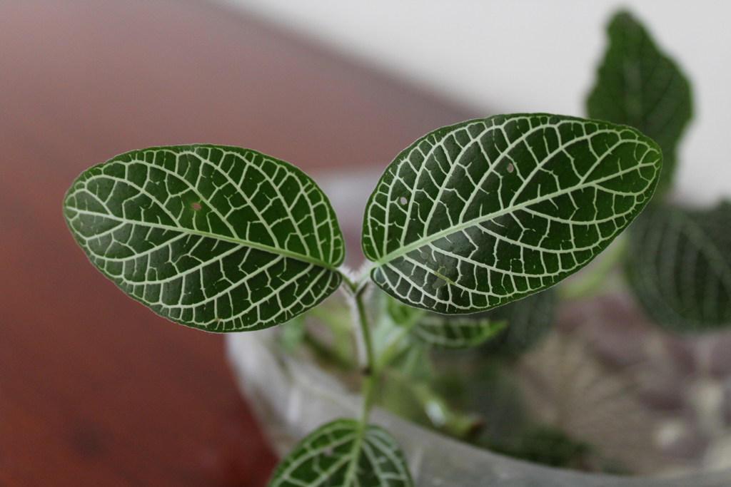 Nerve Plant from tena ecuador on October 24, 2021 at 04:14 PM by Robert ...