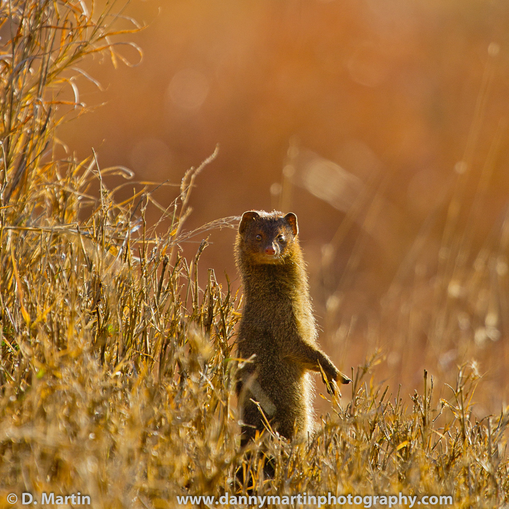 Common Slender Mongoose (Herpestes sanguineus) - Know Your Mammals