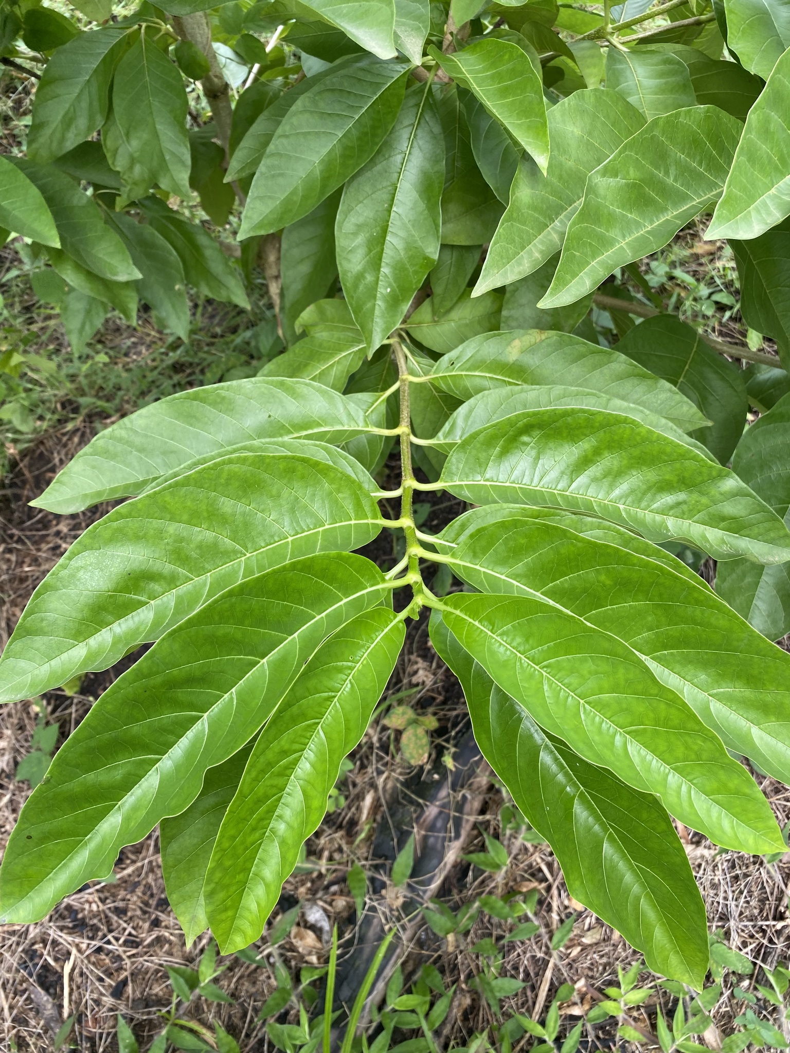 Vangueria madagascariensis J.F.Gmel.
