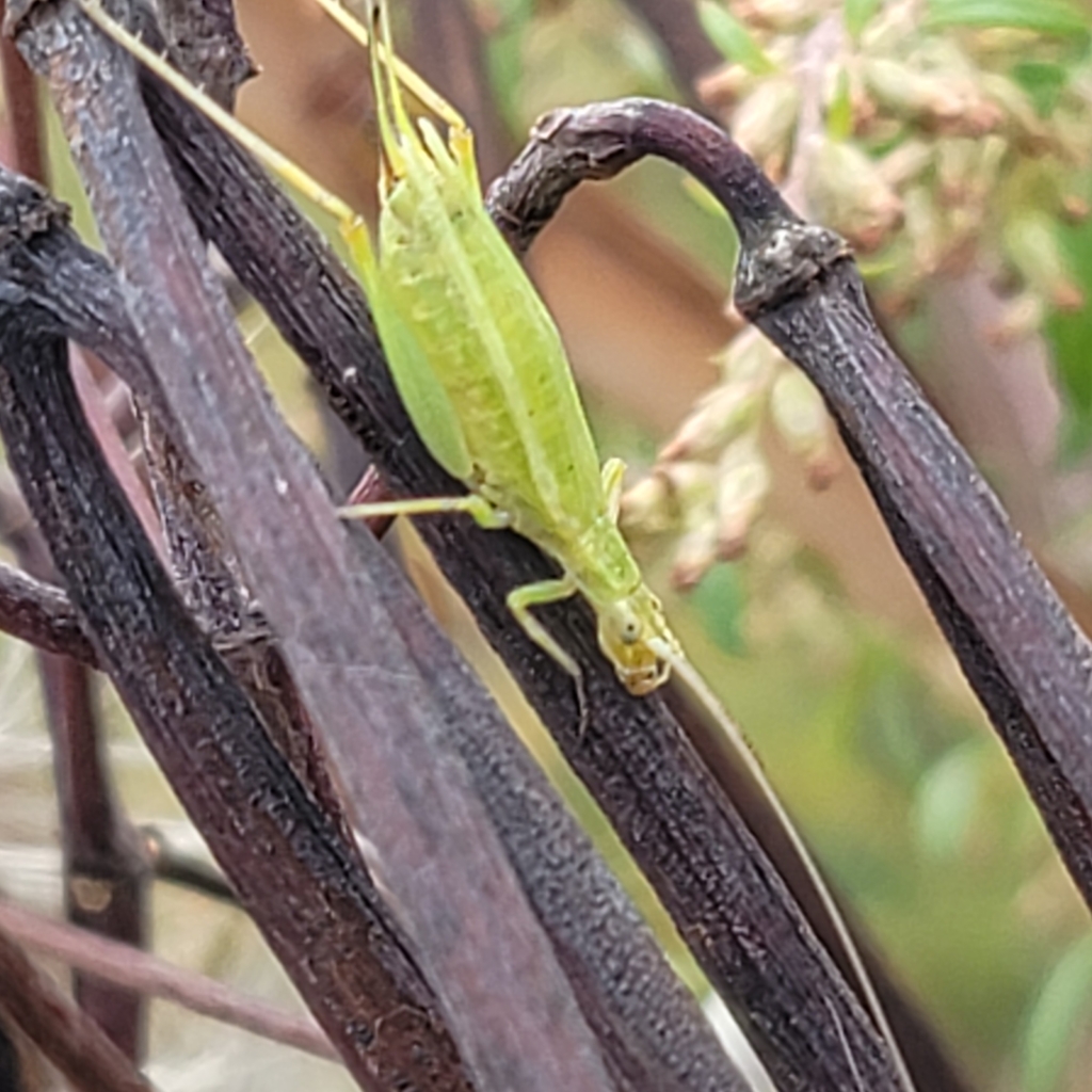 Common Tree Crickets from North Arlington, NJ, USA on October 25, 2021 ...