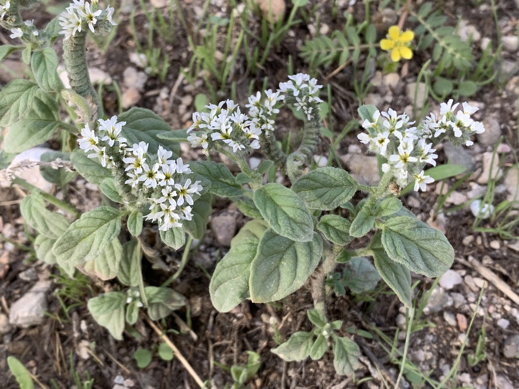 European heliotrope from Teatro di Dioniso, Atene, Atene, GR on October ...