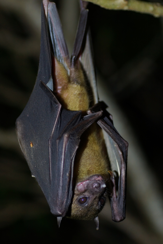 Halmahera Naked-backed Fruit Bat from Pinrang Regency, South Sulawesi ...