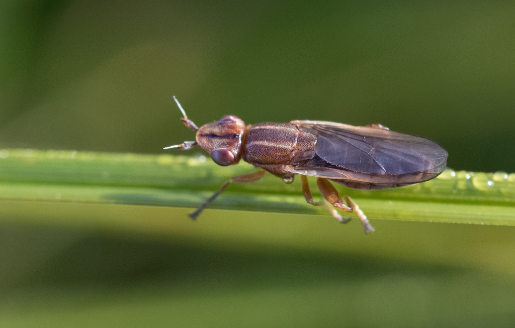 Platycephala planifrons from Kirikuküla, Lääne maakond, Eesti on August ...