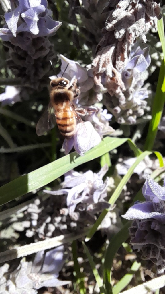Western Honey Bee from Int. Alvear, La Pampa, Argentina on October 24 ...