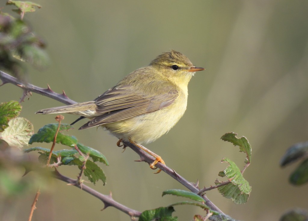 Willow Warbler (Wildlife of the United States - Birds Pt.3) · iNaturalist