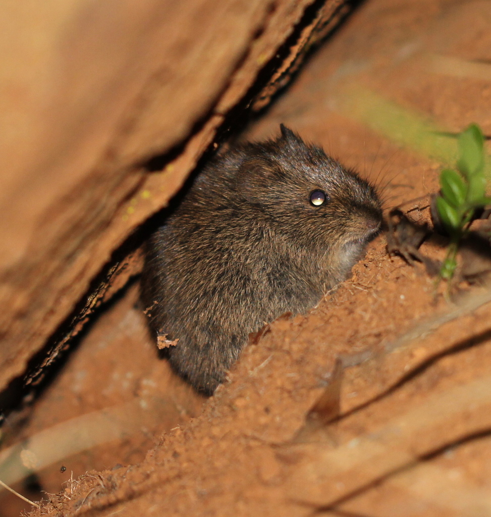 Angoni vlei rat from Buffelskloof NR on October 23, 2021 at 10:39 PM by ...