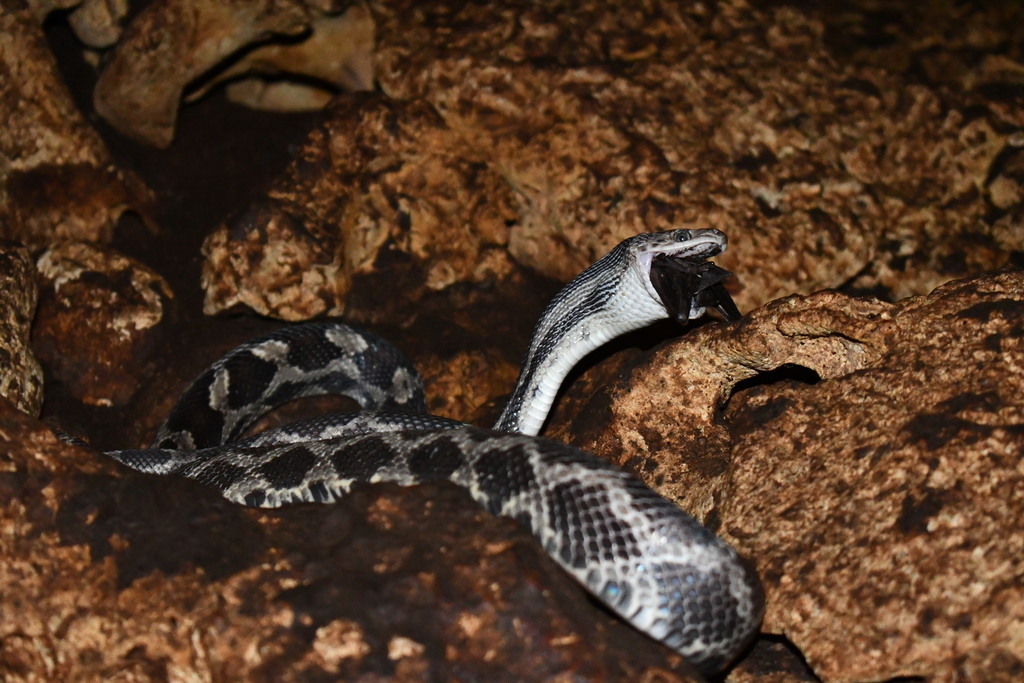 Yucatan Rat Snake from 77880 Kantemó, Q.R., Mexico on September 28 ...