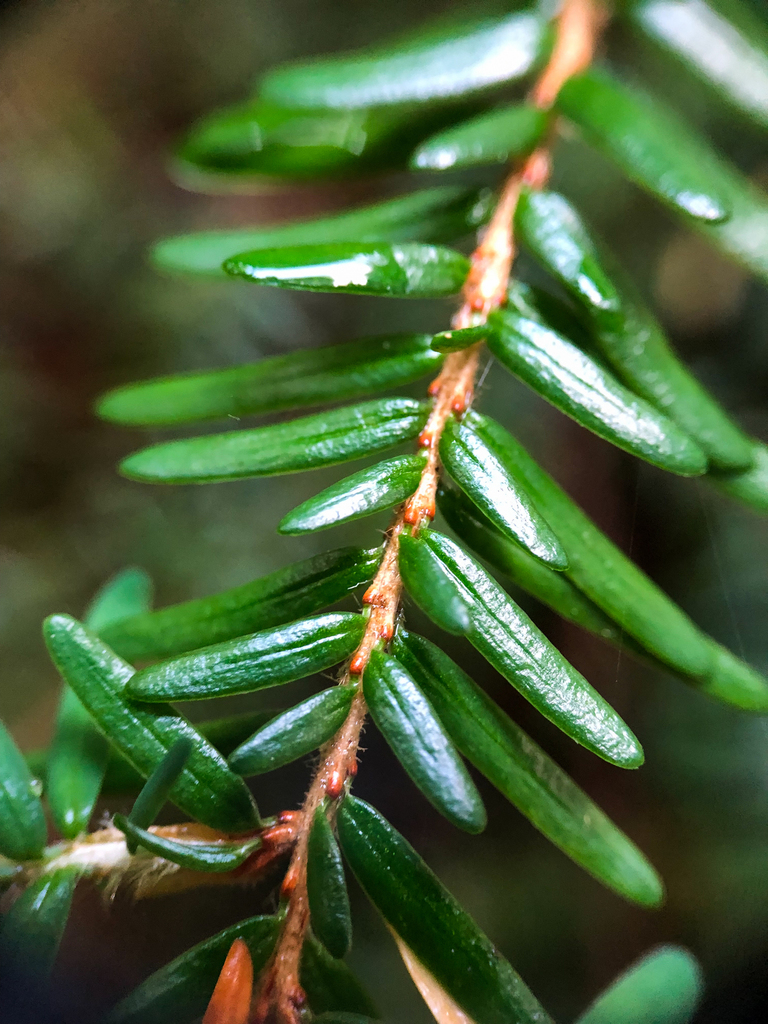 western hemlock (Tsuga heterophylla) - Botanical Realm