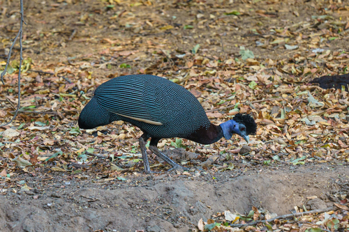 Malawi Crested Guineafowl (Subspecies Guttera edouardi barbata ...