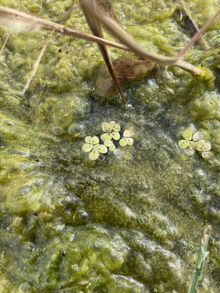 greater duckweed in October 2021 by Cole Tiemann · iNaturalist