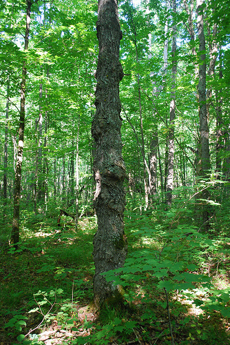 Sugar Maple (Forest Lodge Nature Trail) · iNaturalist