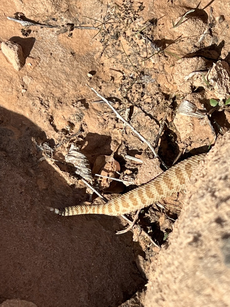 Rattlesnakes from Blanding, UT, US on October 23, 2021 at 11:50 AM by ...
