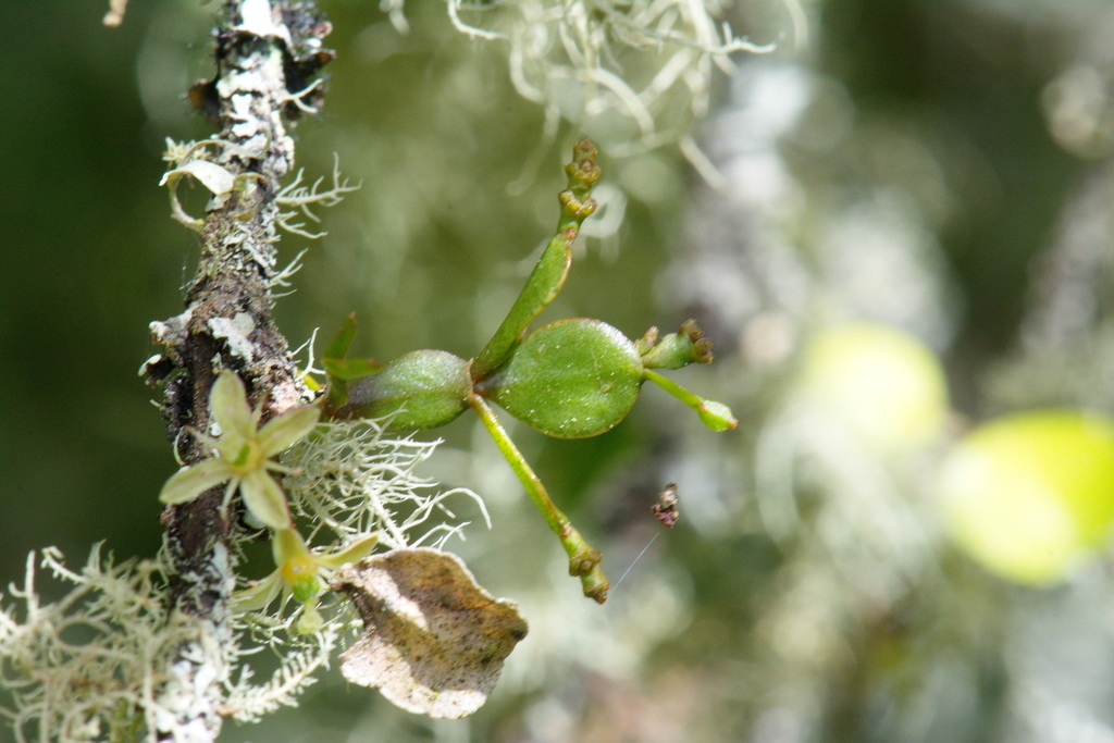 Dwarf mistletoe from Longbush, New Zealand on October 25, 2021 at 01:06 ...