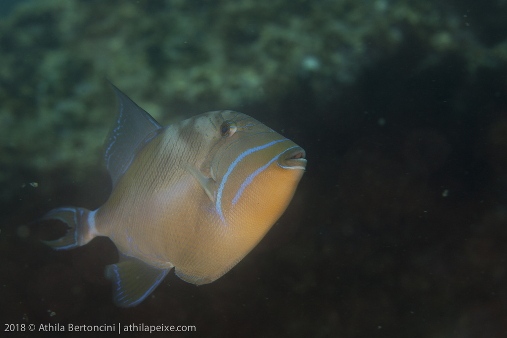 Queen Triggerfish (Balistes vetula) - Marine Life Identification