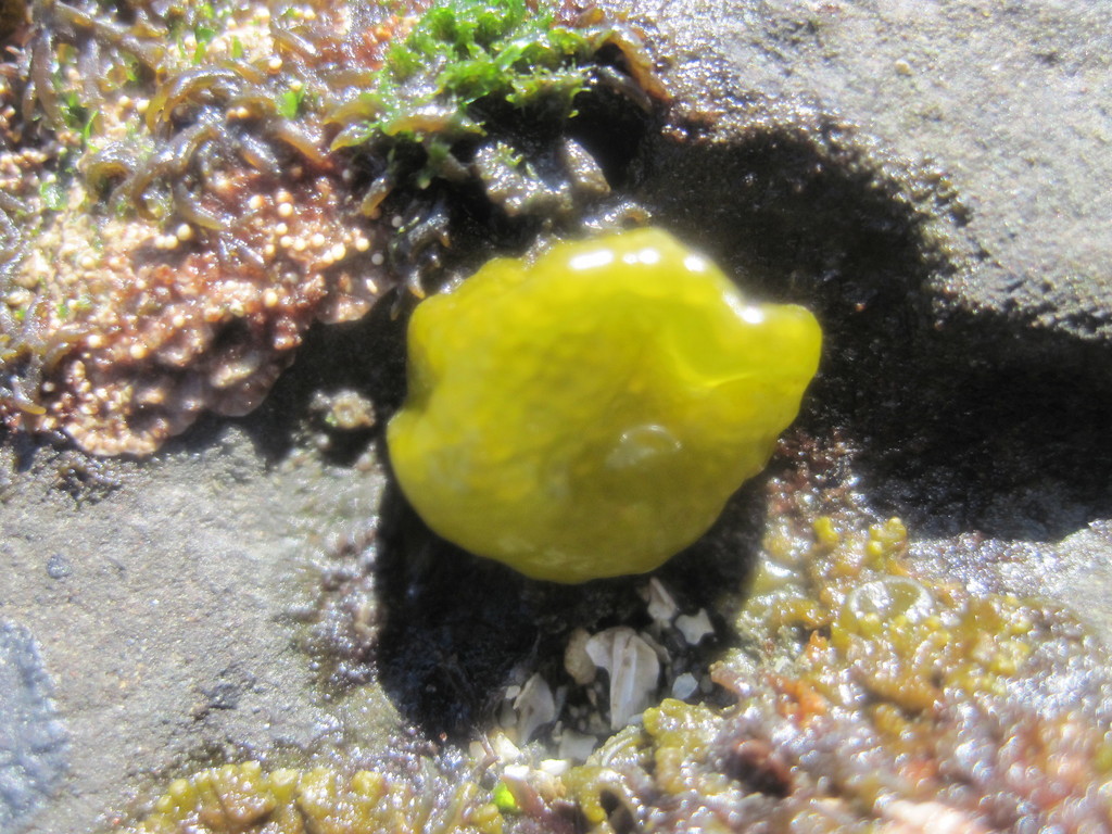Leathesia marina (Lyngbye) Decaisne (Marine Algae of Cape Cod ...