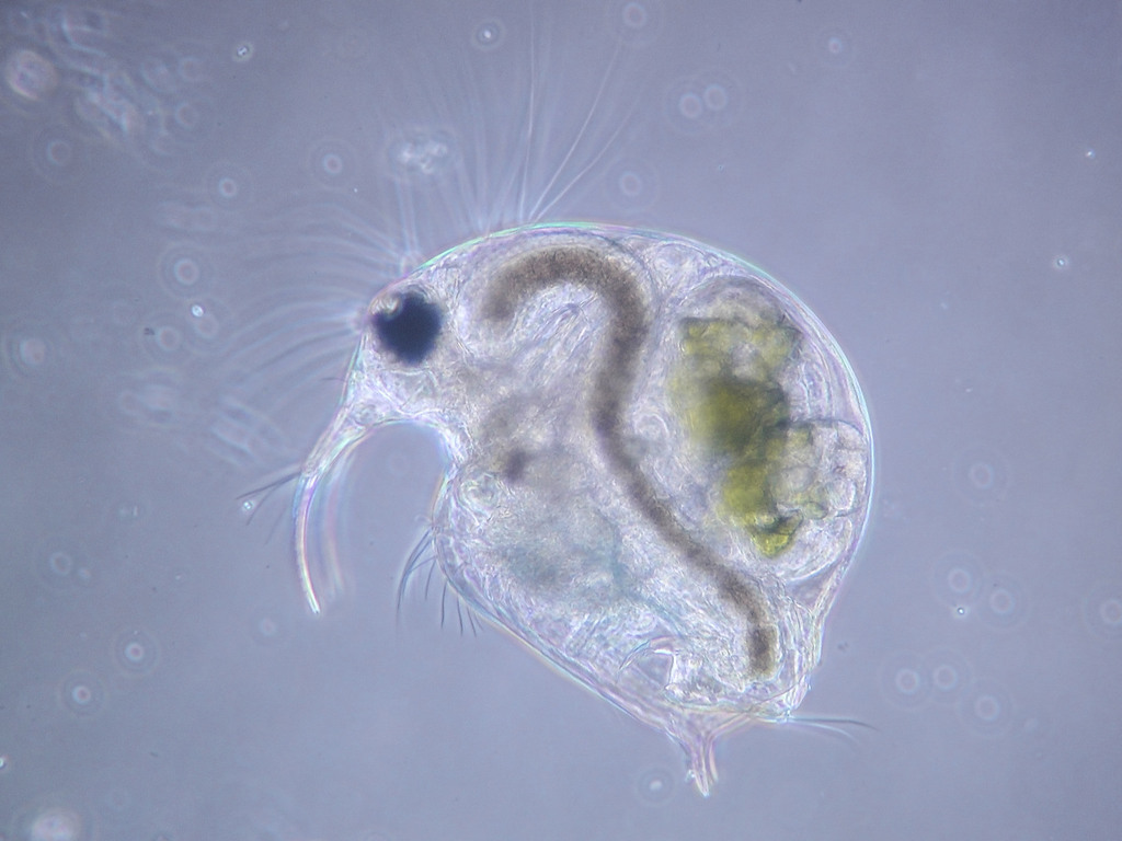 Elephant Water Flea from 118 Sunset Dr, Perth, ON K7H 3C7, Canada on ...