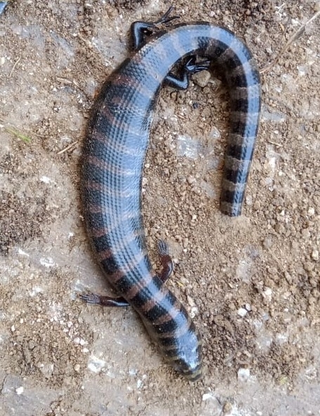 Brazilian Galliwasp from Jubaia, Maranguape - CE, Brasil on October 25 ...