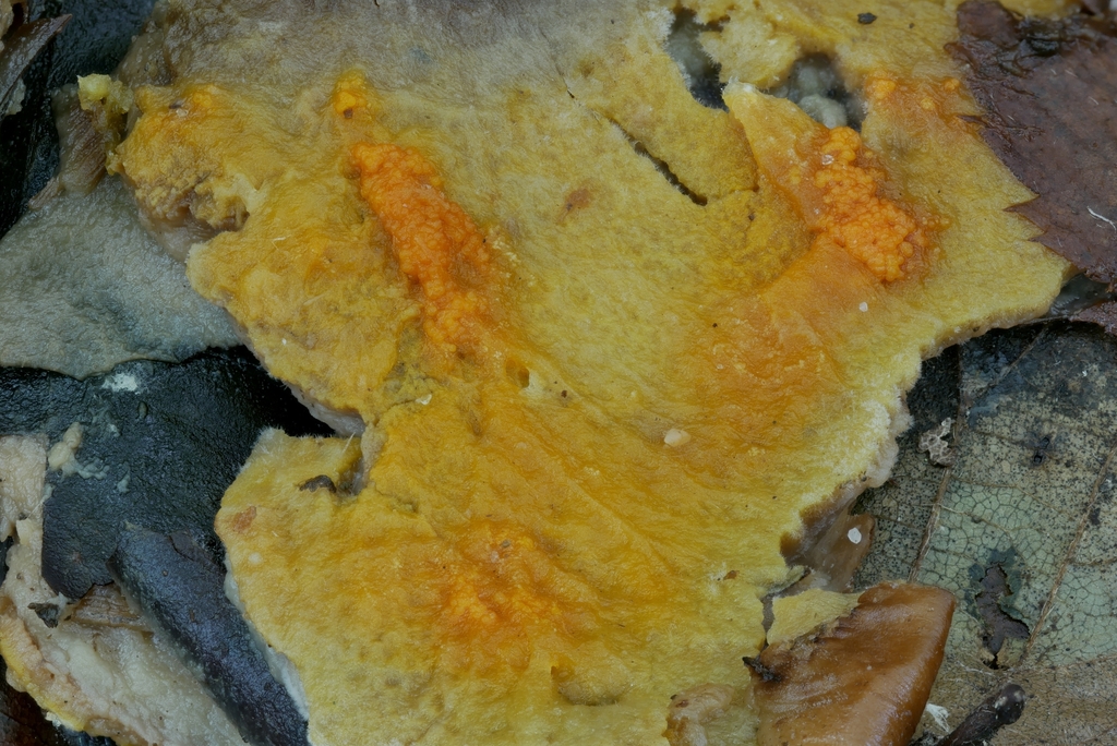 orange polypore mould from Steuben County, IN, USA on October 17, 2021 ...