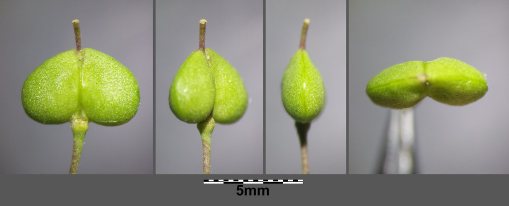 Heart-podded Hoary Cress (Whitetop) (Plants of Rosewood Nature Study ...