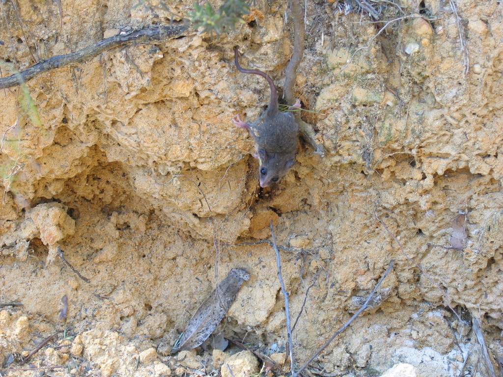 Pygmy Possums (Burramyidae) - Know Your Mammals
