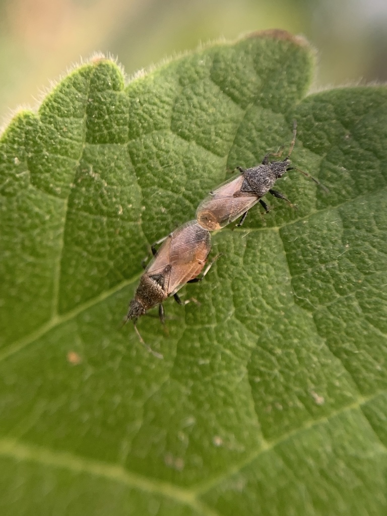 Cotton Seed Bug from Dorrego, Buenos Aires, Ciudad Autónoma de Buenos ...