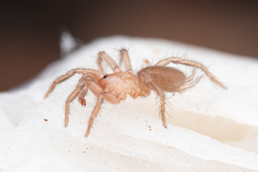Hexurella rupicola from San Diego County, CA, USA on October 22, 2021 ...