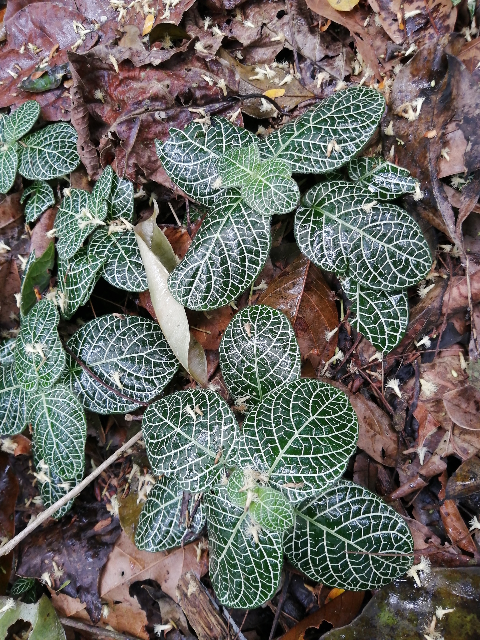 Fittonia albivenis (Lindl. ex Veitch) Brummitt