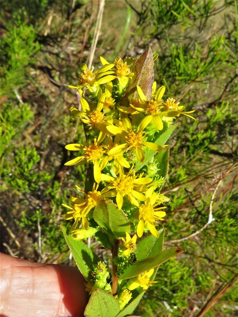 downy ragged goldenrod from Bonham State Park, Fannin Co., TX, USA on ...