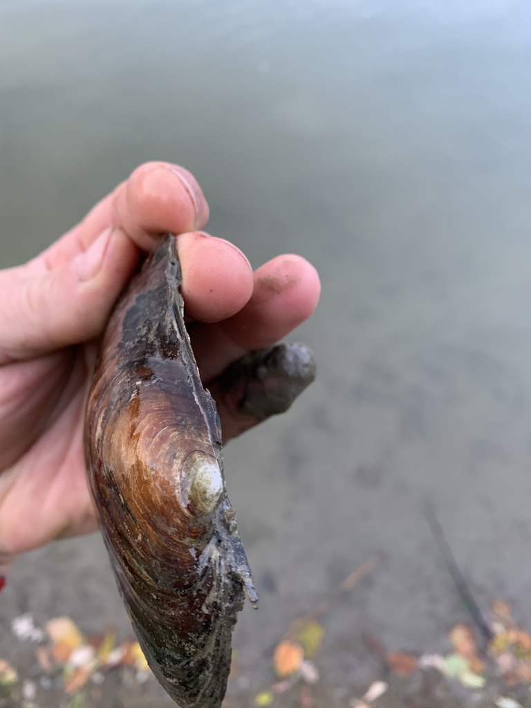 Pink Heelsplitter from Assiniboine River, Winnipeg, MB, CA on October ...