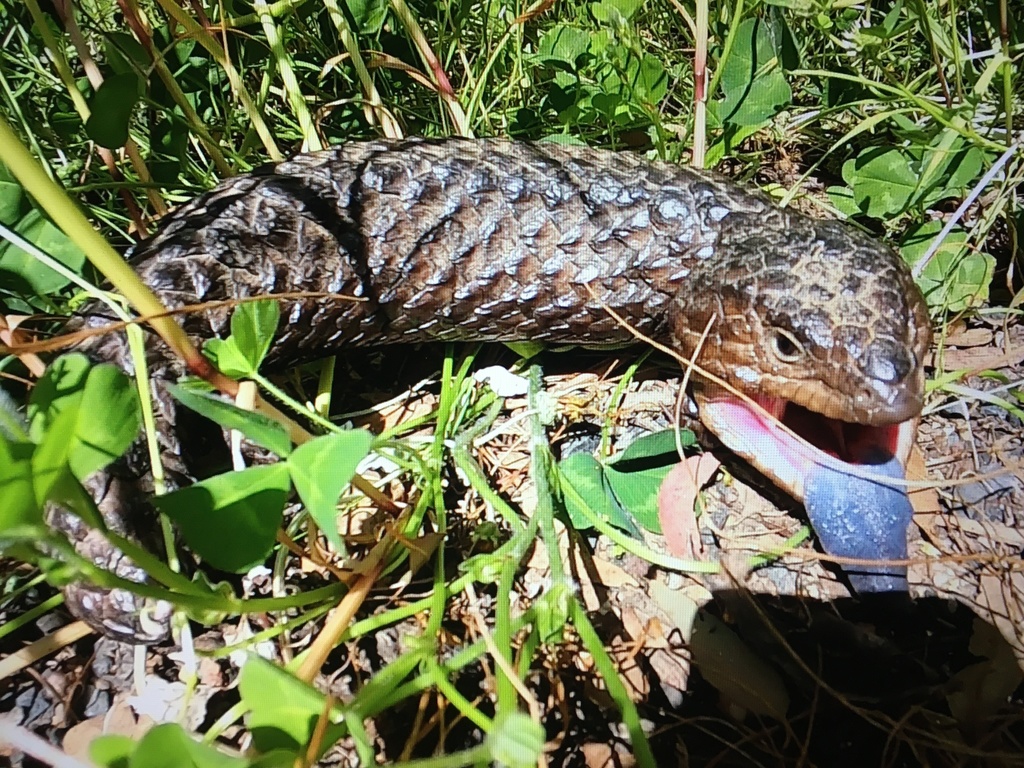 Shingleback Lizard from Grenfell, NSW, AU on October 04, 2020 at 09:12 ...