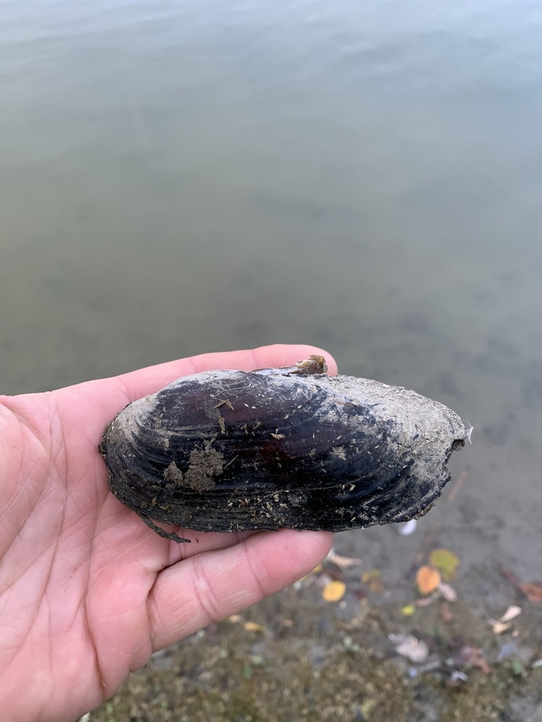 Black Sandshell from Assiniboine River, Winnipeg, MB, CA on October 25 ...
