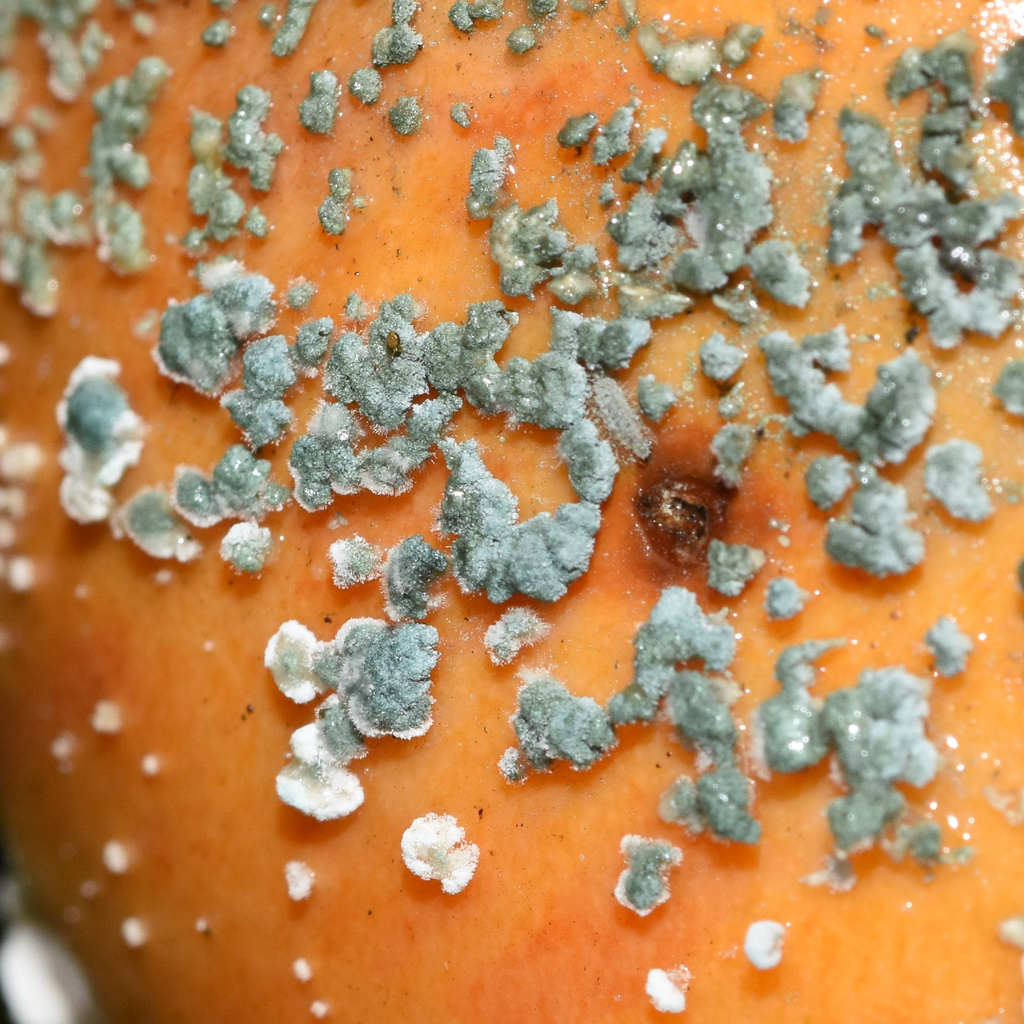 Apple blue mold from Licton Springs, Seattle, WA, USA on October 23 ...